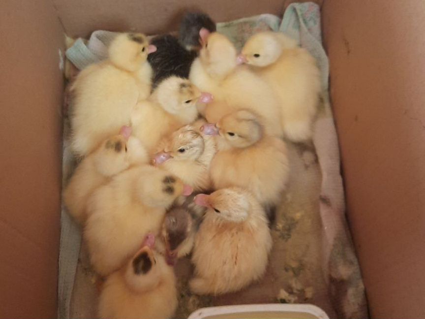 Индоутята суточные в Сокуре