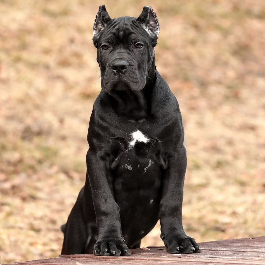 Кане-корсо, щенок