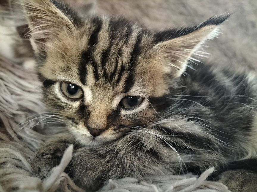 Кошки