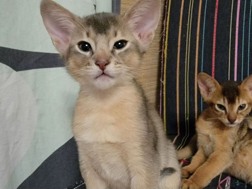 Абиссинский котенок