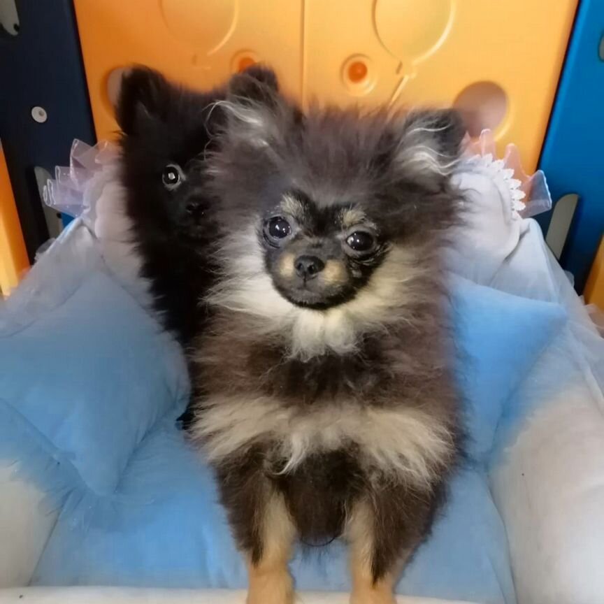 Померанский шпиц