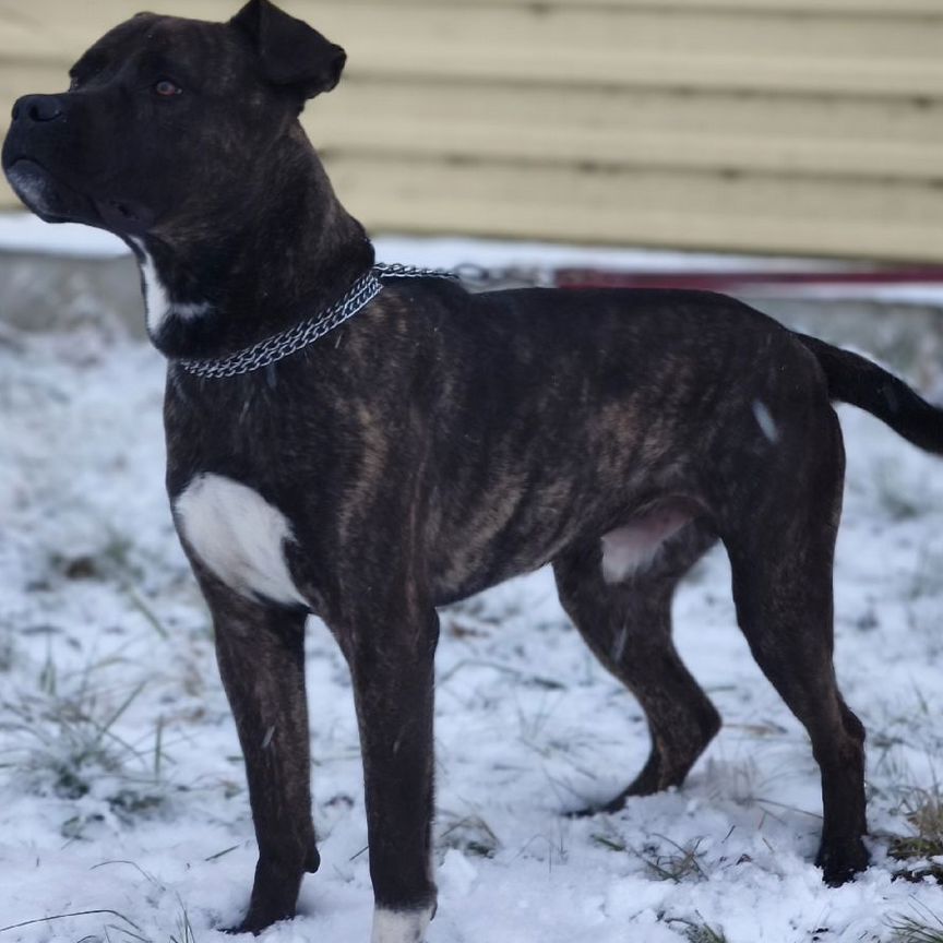 Взрослая собака в добрые руки