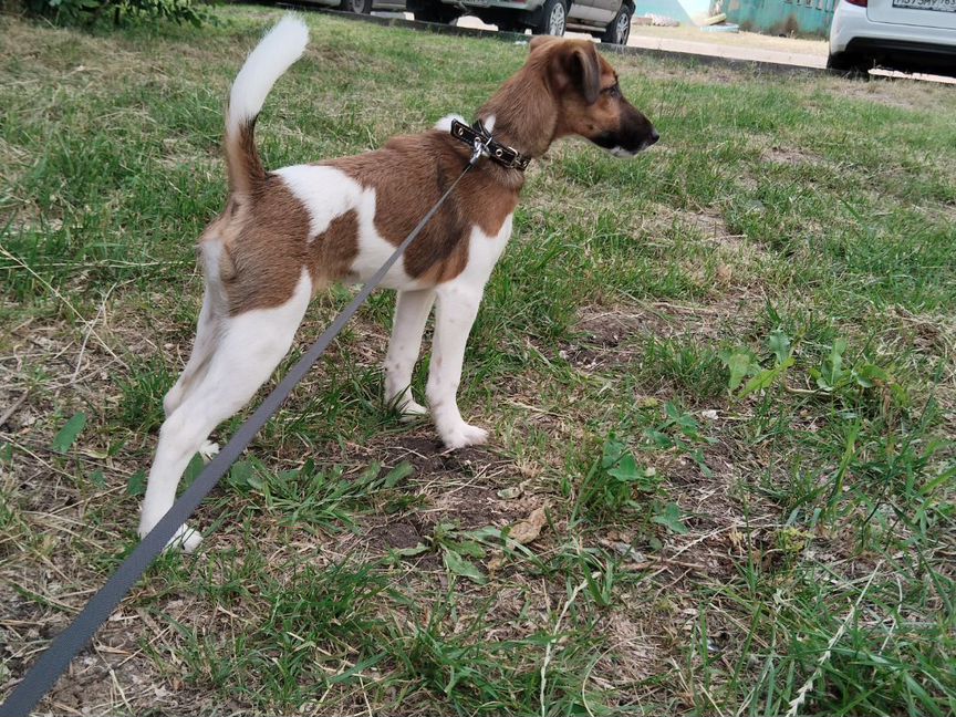 Фокстерьер