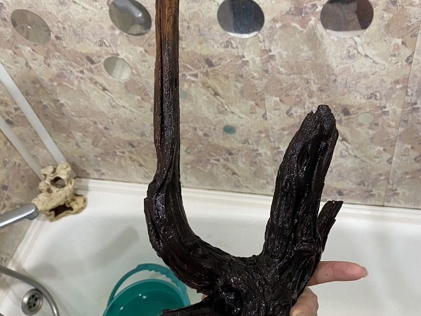 Коряга манго