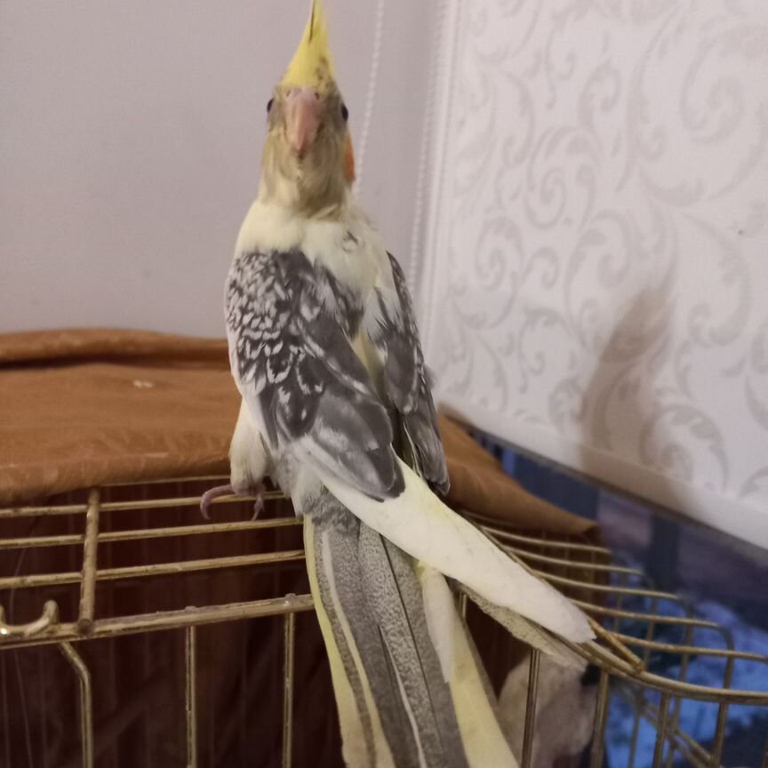 Попугай корелла птенец