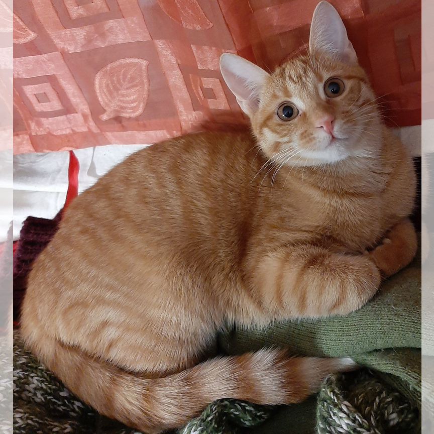 Рыжие котята