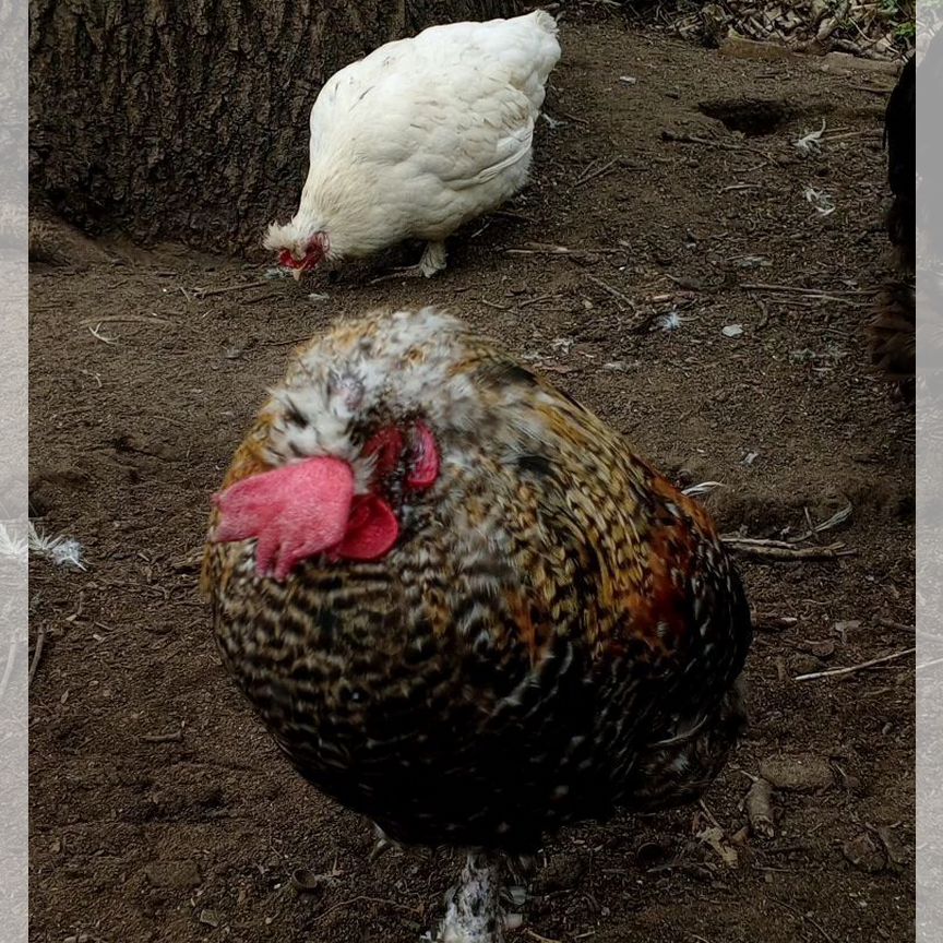 Петух молодой домашний