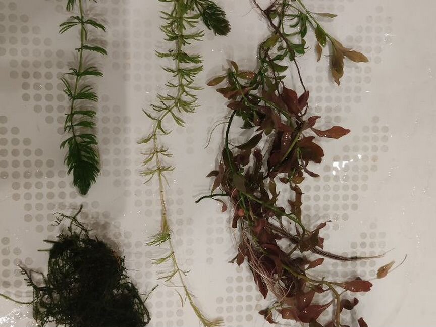 Водоросли для аквариума