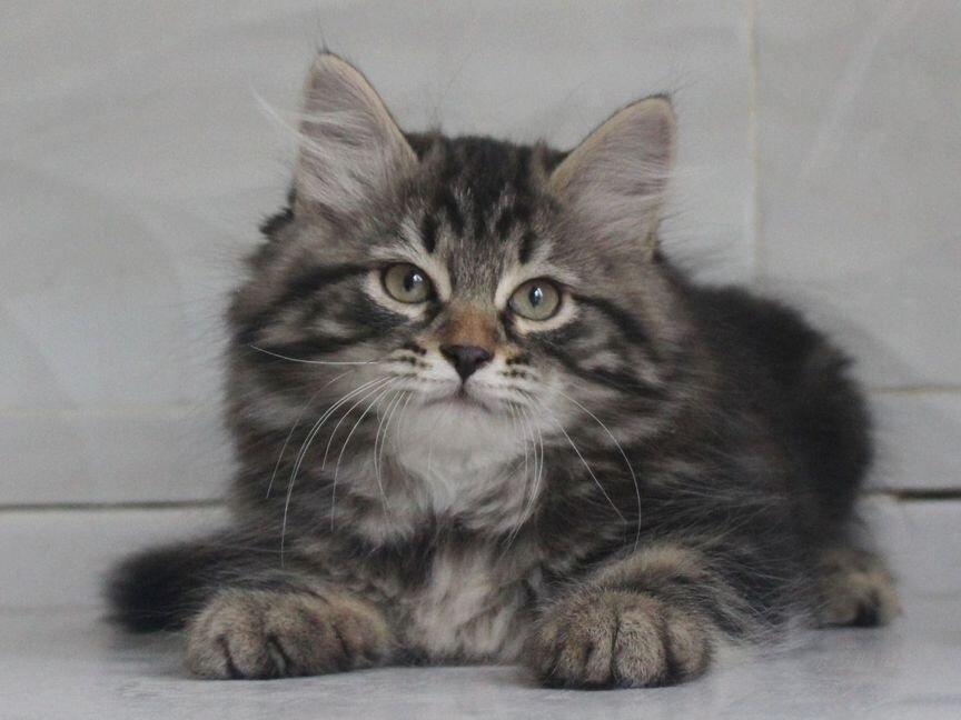 Вероника сибирская красотка