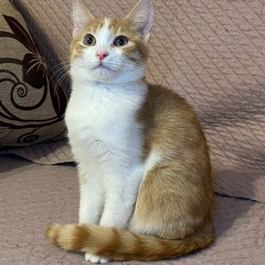 Котёнок от частного владельца