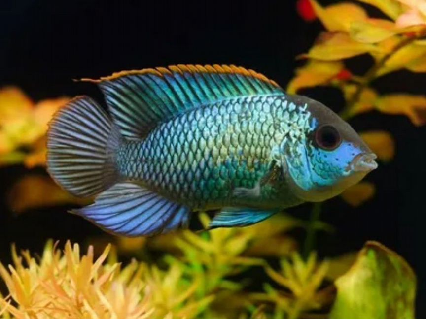 Мальки нанокары