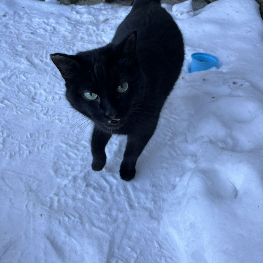 Взрослая, Девочка кошка в добрые руки