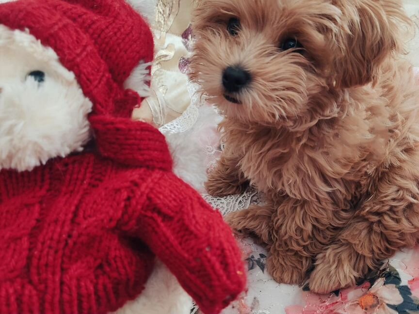 Мальтипу f1 эксклюзив карамель мальчик