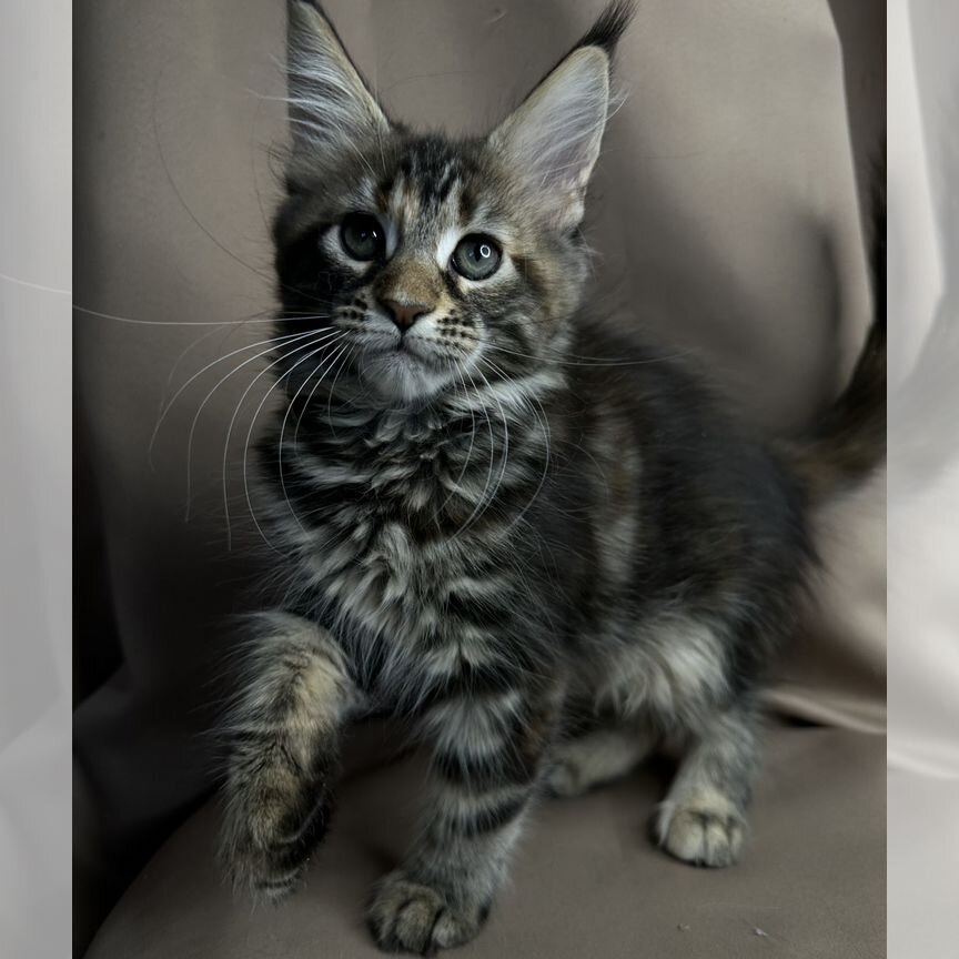 Мейн-кун котёнок