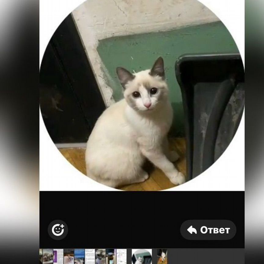 Котёнок в добрые руки