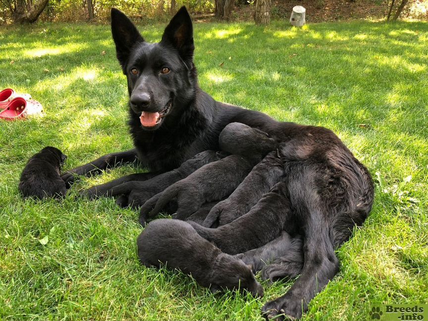 Чистокровные немецкие овчарки - отличные щенки