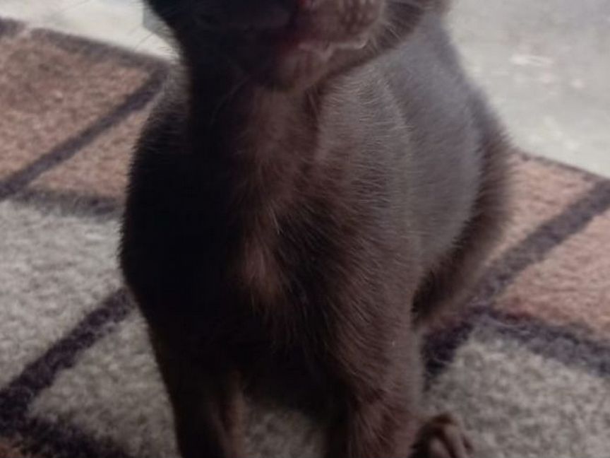 Ориентальная