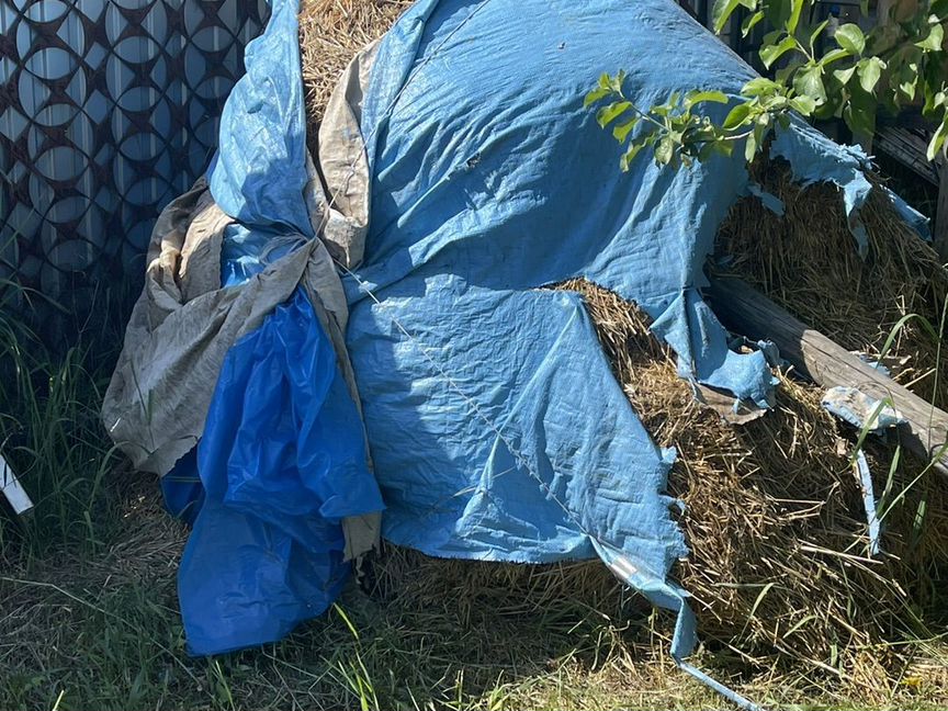 Сено солома