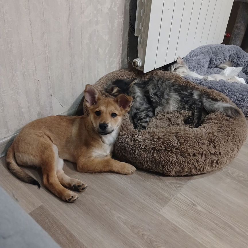 Щенок в добрые руки