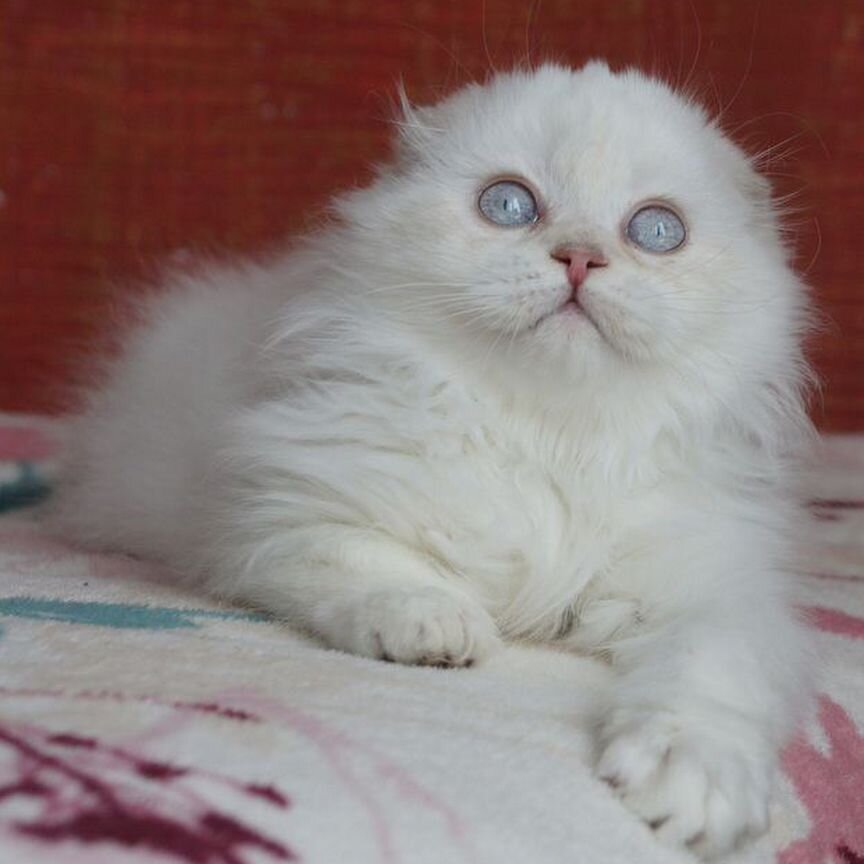 Шотландский вислоухий длинношёрстный котёнок