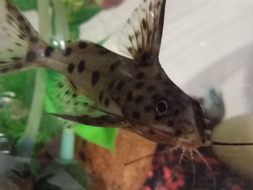 Сомик пятнистый