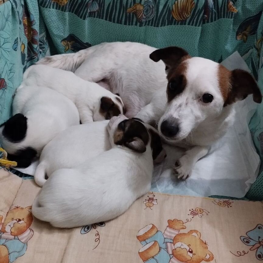 Джек-рассел-терьер, щенок