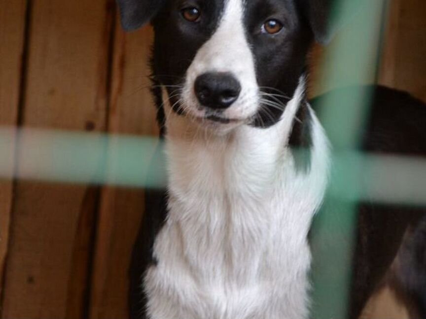 Аля ищет дом