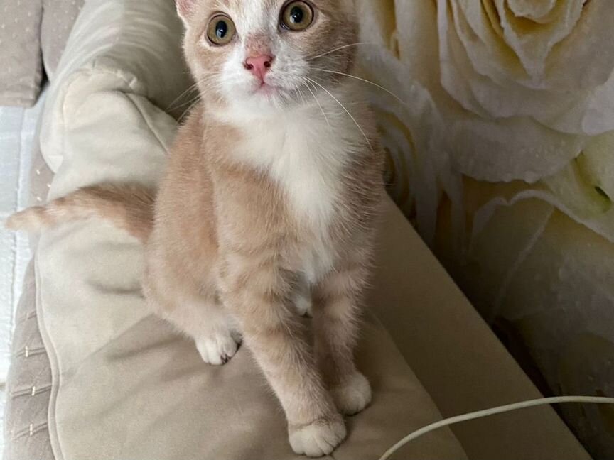 Кошка в дар бесплатно