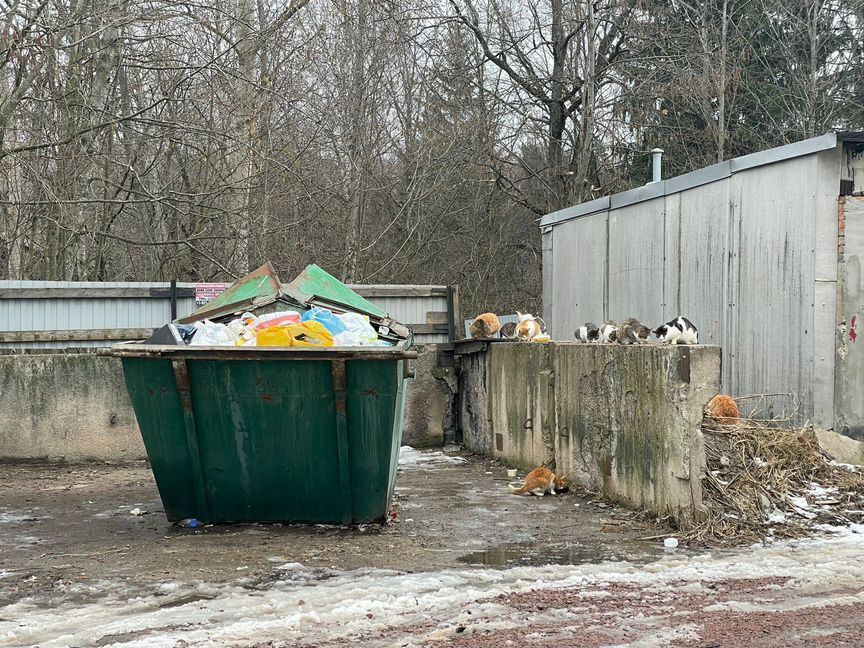 Коты и кошки