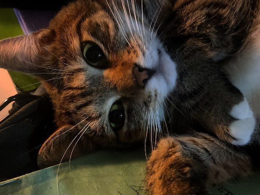 Отдаю кота