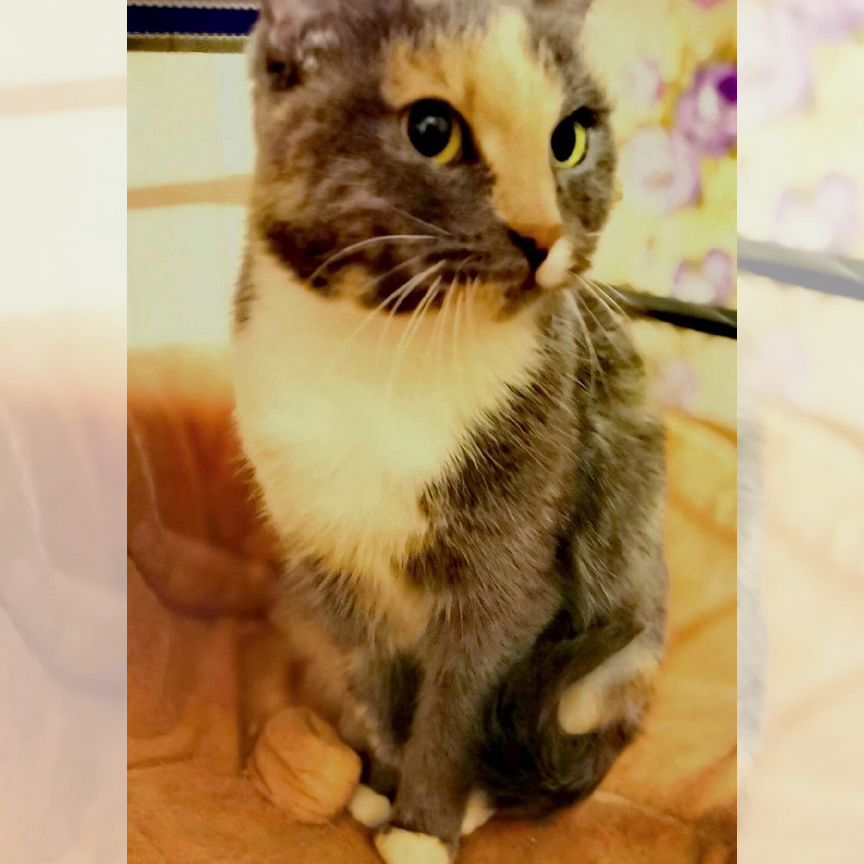 Кошка в дар бесплатно