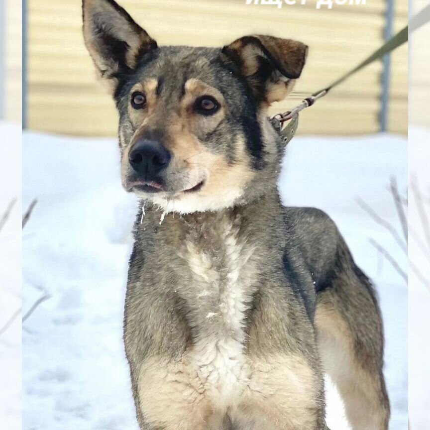 Взрослый пёс в добрые руки