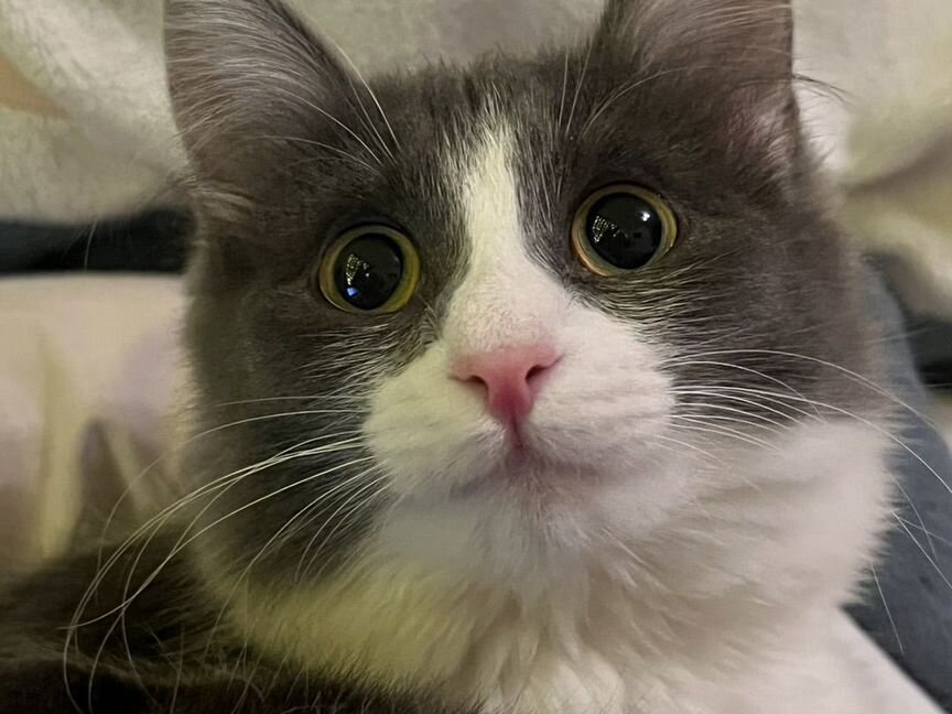 Ласковая Тея ищет новый дом