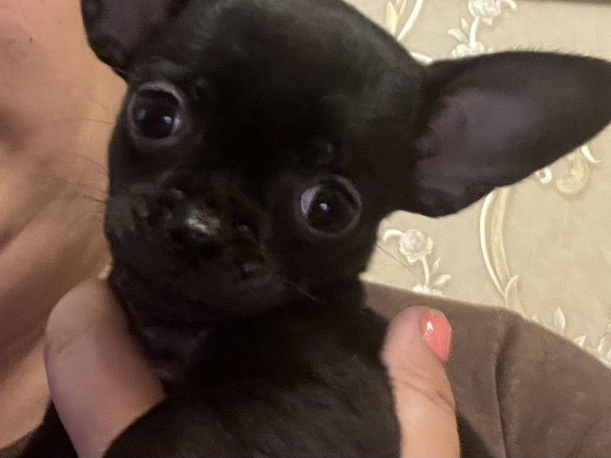 Продам мини девочку породы чихуахуа
