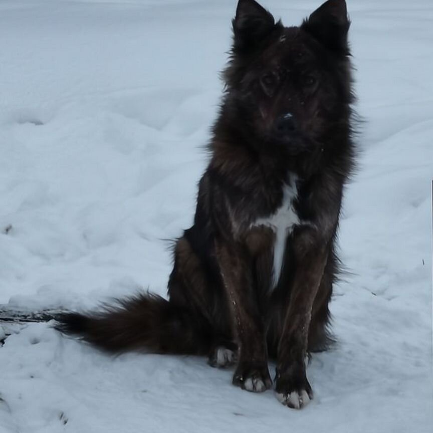 Взрослый пёс в добрые руки