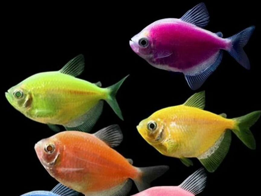 Аквариумные рыбки