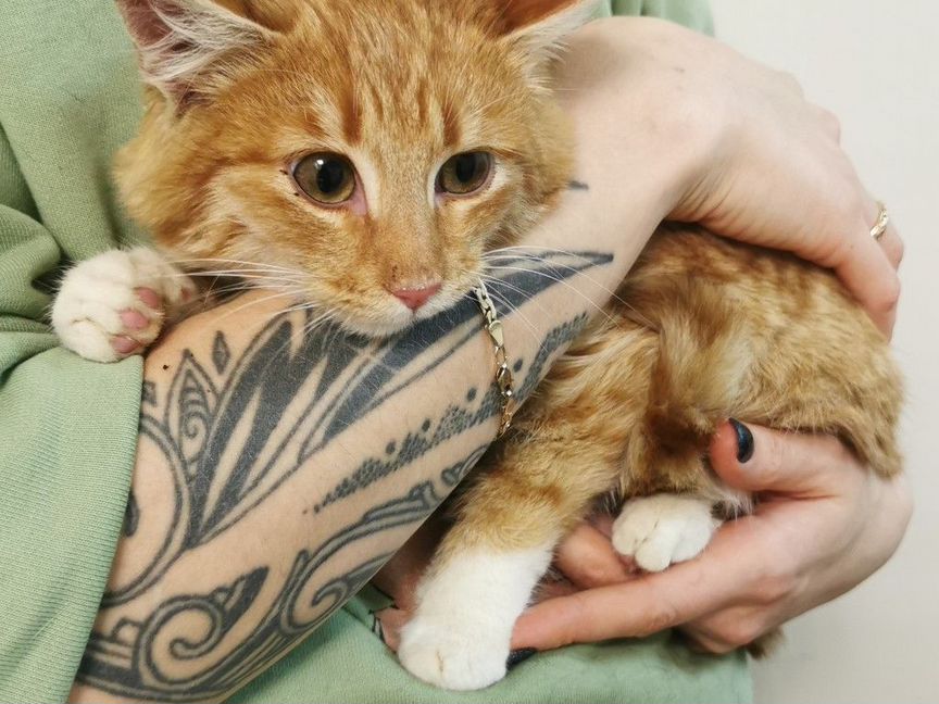 Рыжий котёнок Имбирь, 4 месяца, ищет дом