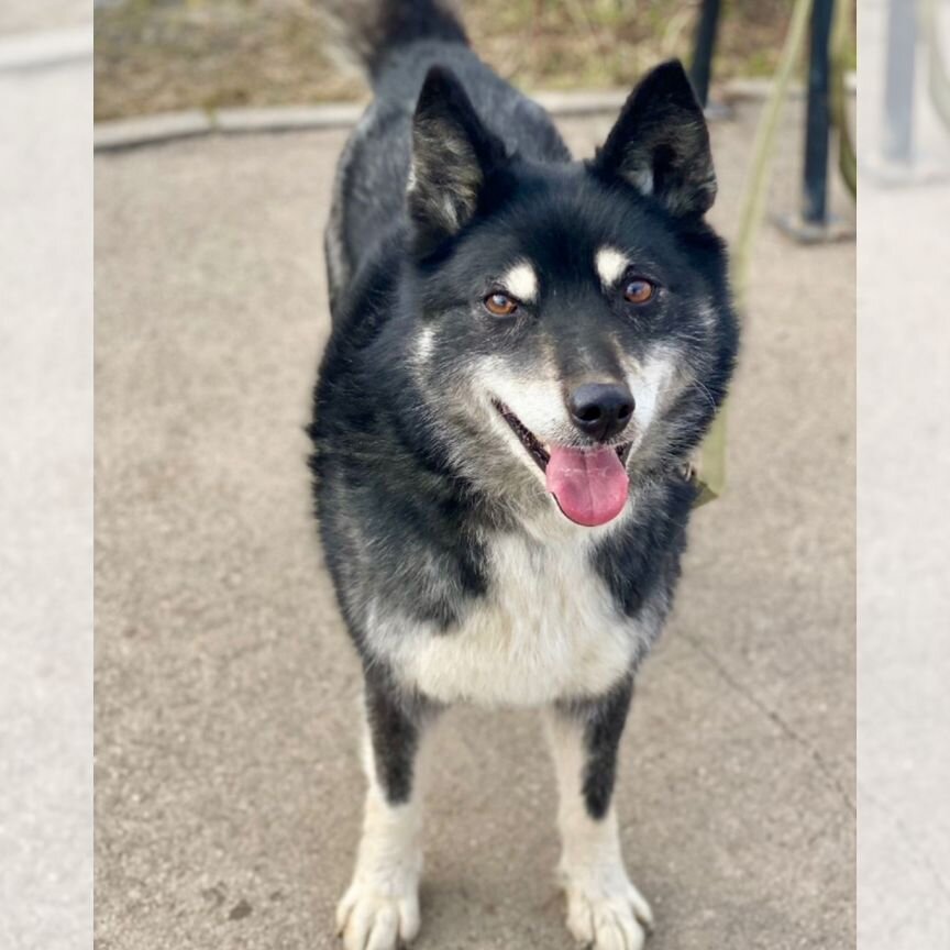 Сибирский хаски, взрослая собака