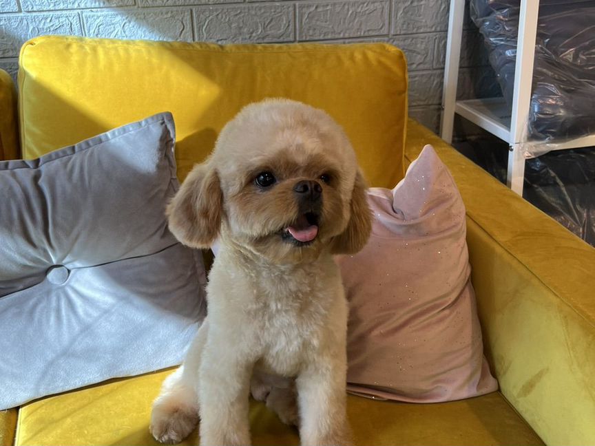 Мальтипу вязка