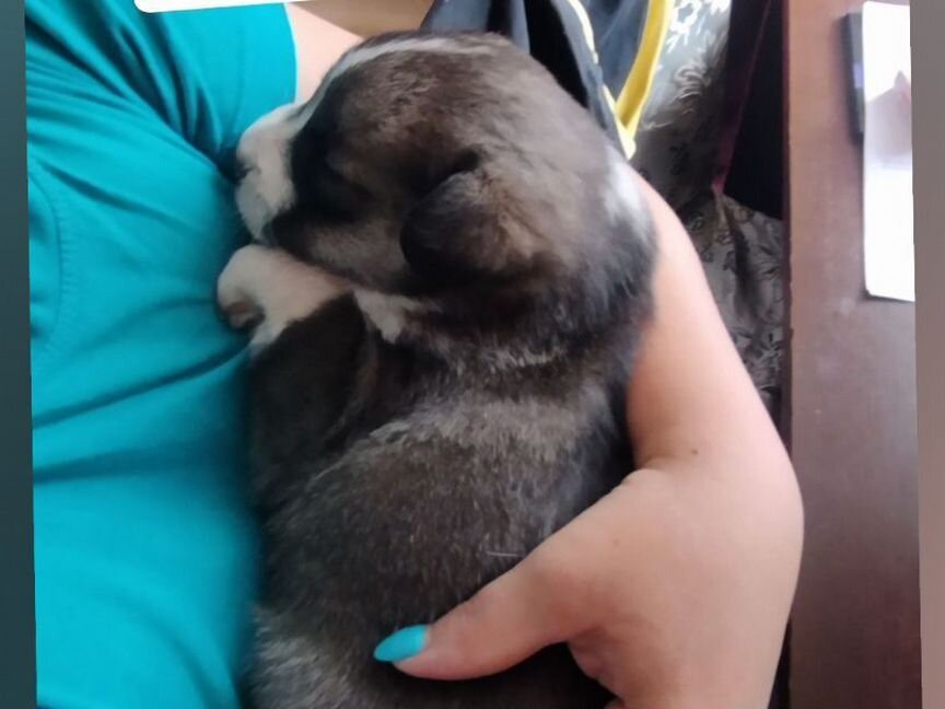 Щенок мальчик в добрые руки