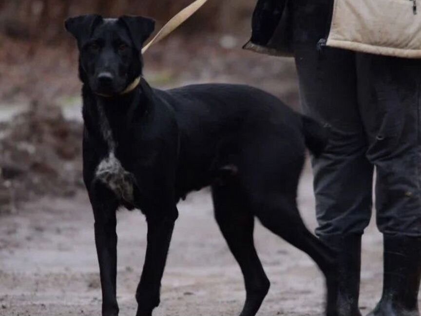 Собака Чарита в хорошую семью бесплатно