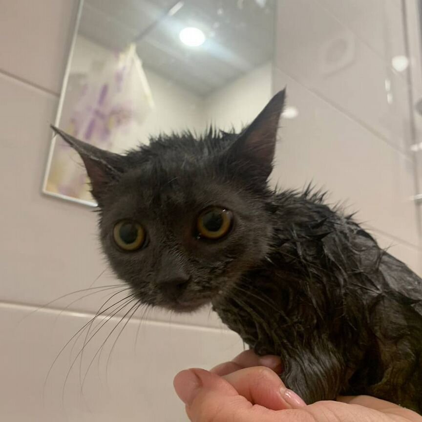 Котики бесплатно в добрые руки