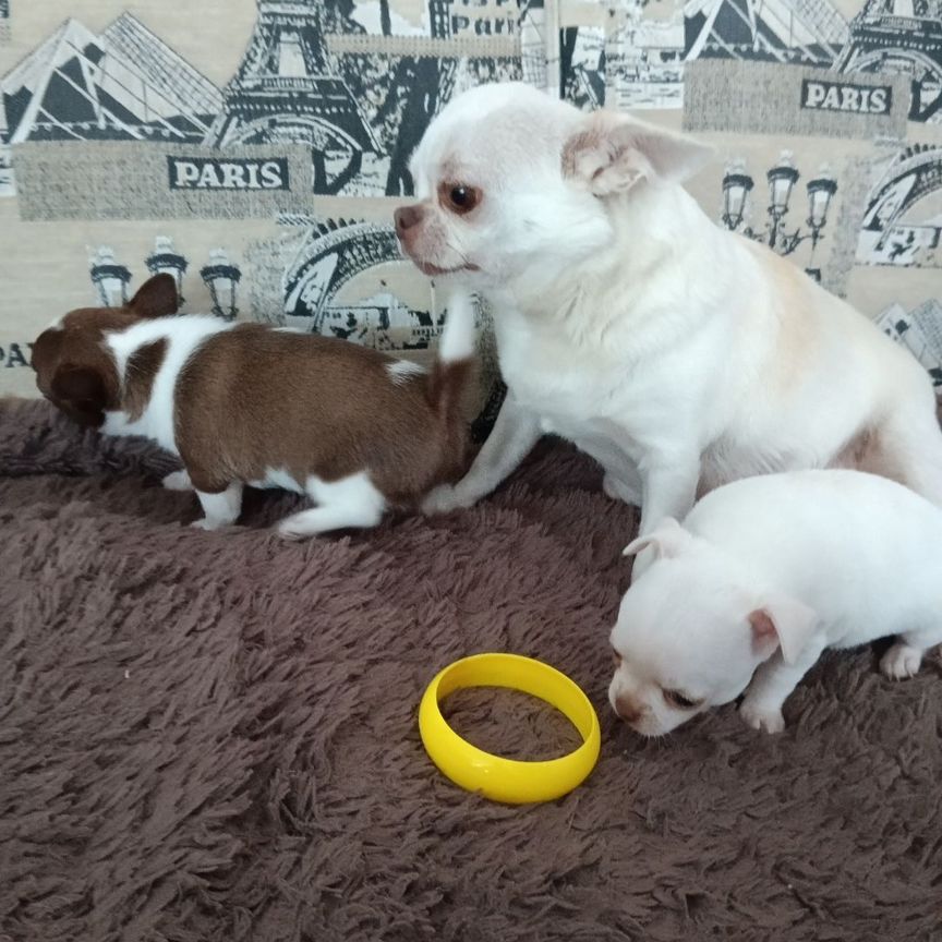 Щенки чихуахуа