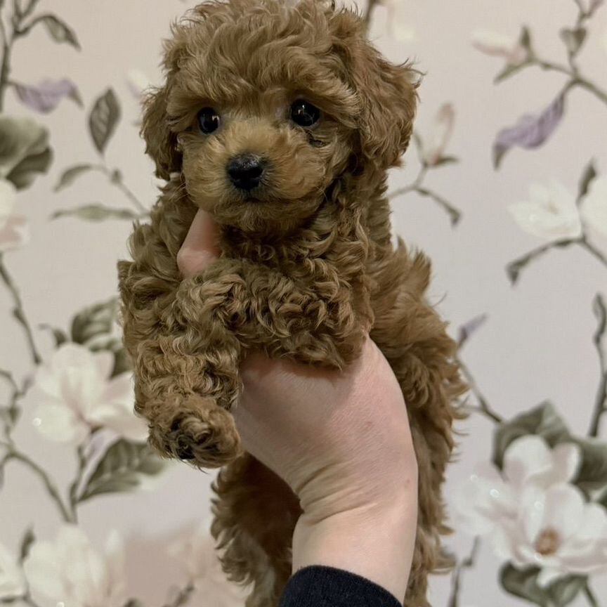 Той-пудель, щенок