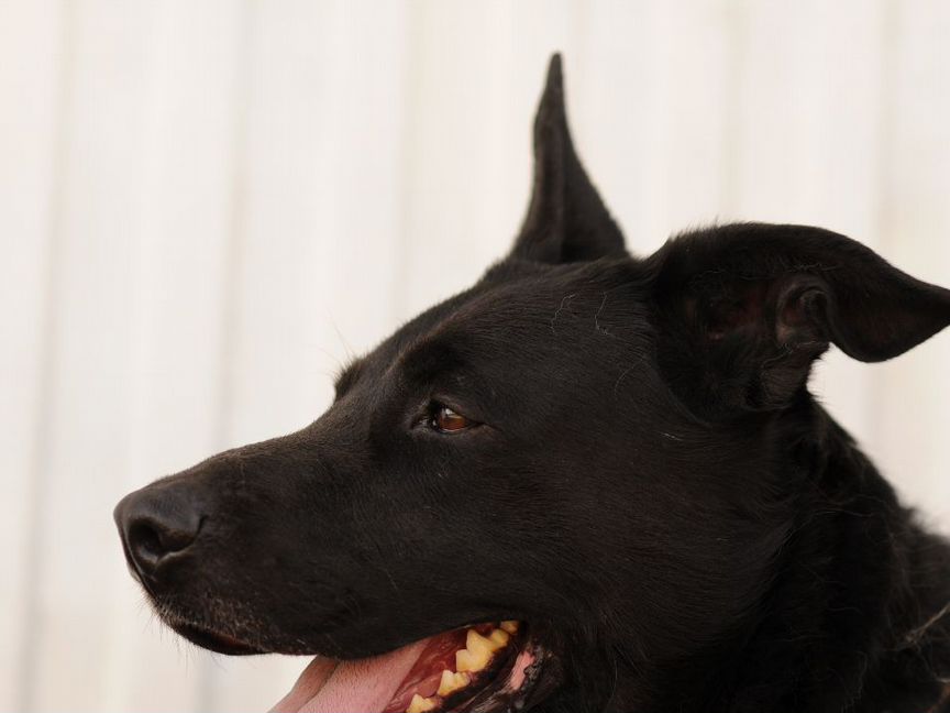 Собака в добрые руки