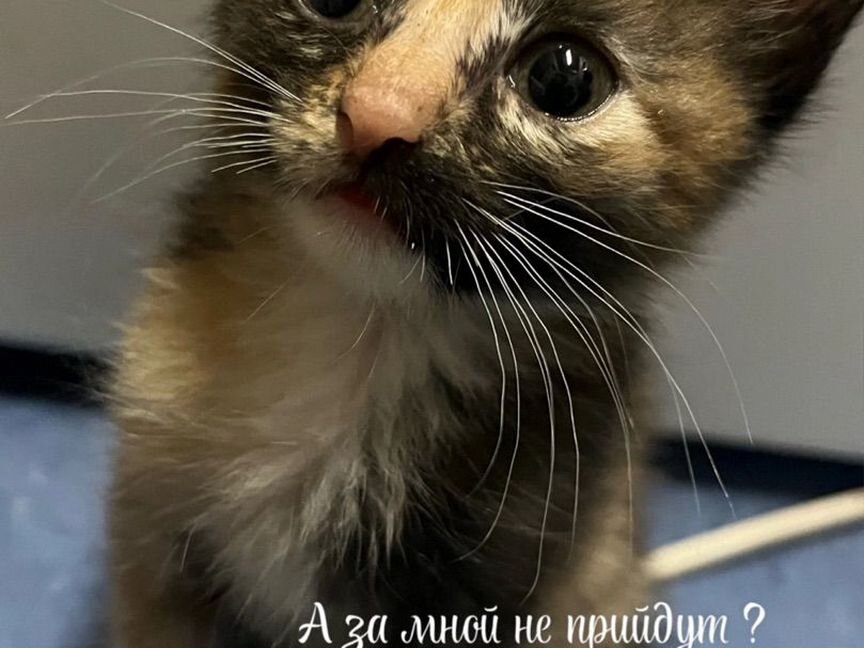 Котенок в добрые руки