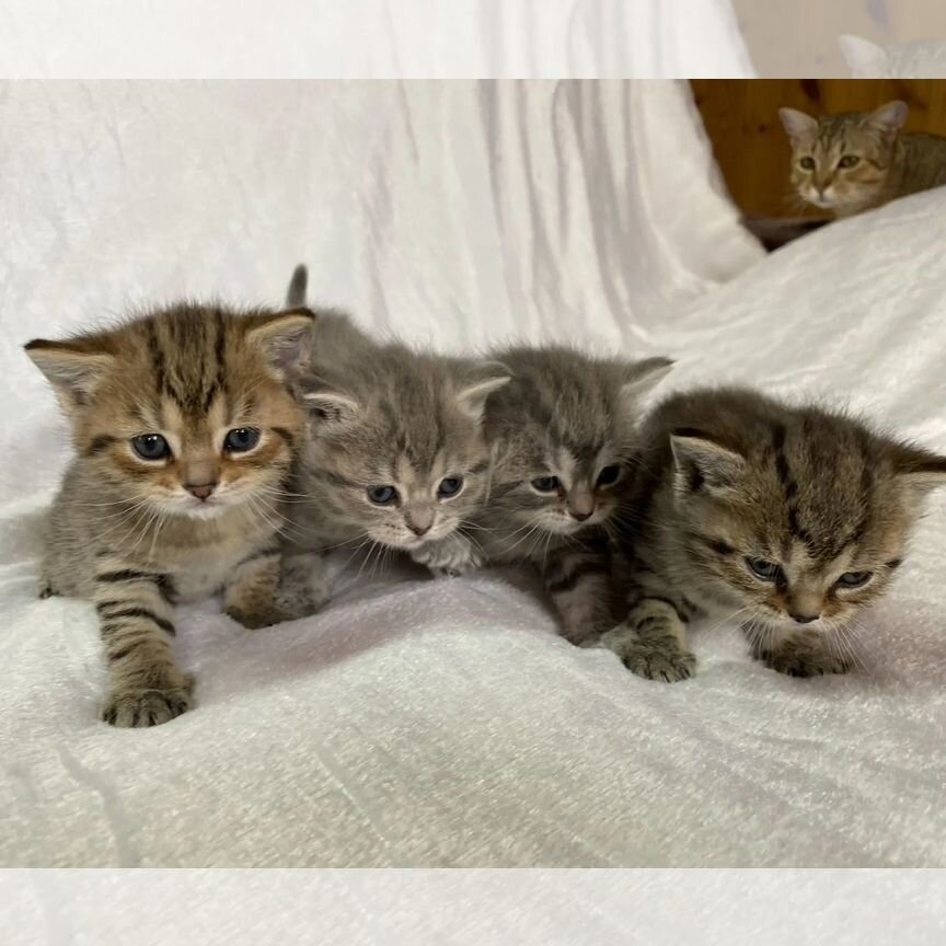 Шотландский прямоухий короткошёрстный котёнок