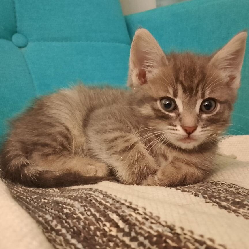 Котёнок от частного владельца