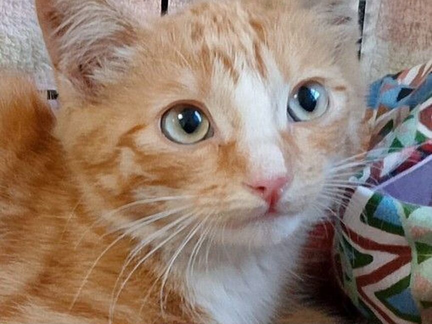 Рыжий котёнок котик