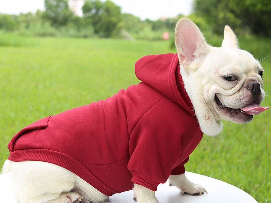 Толстовка (худи) с капюшоном для собак и кошек